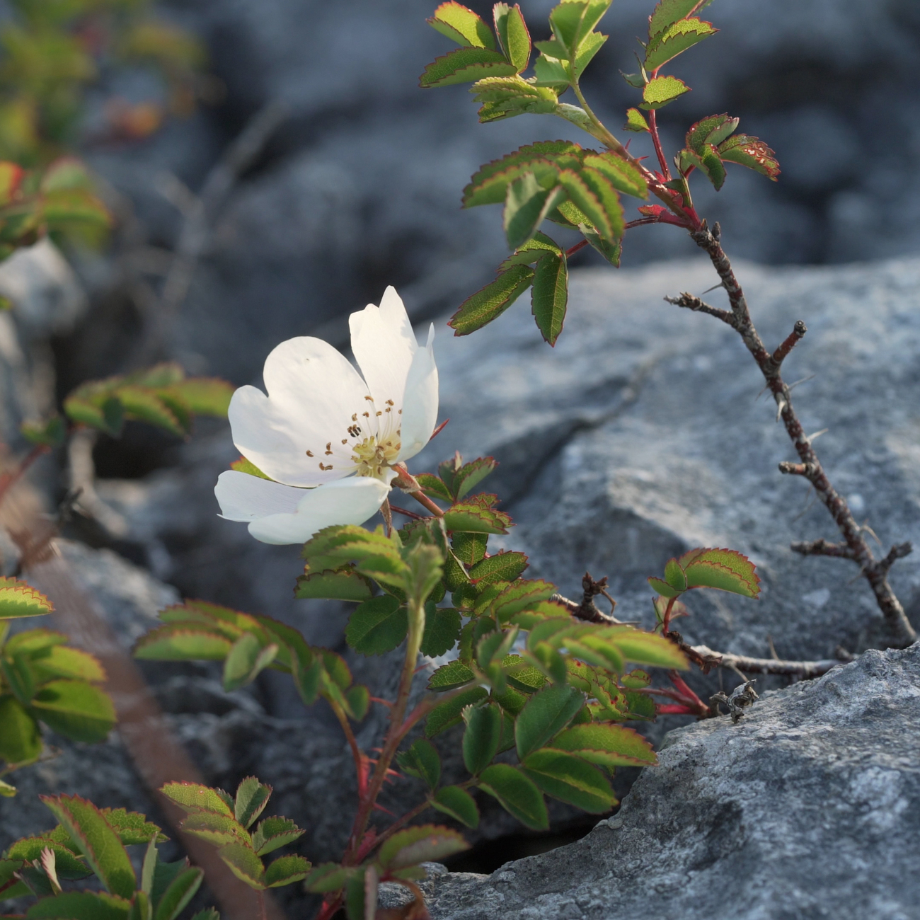 The story of Wild Rose - Irish Country Magazine