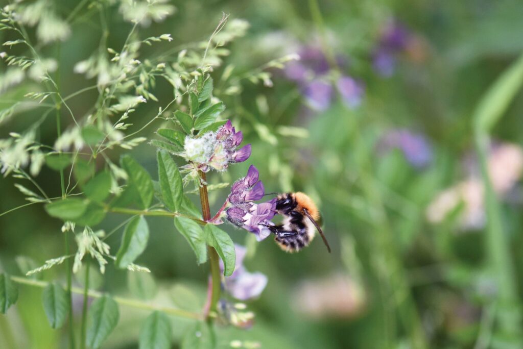 How We Can Help Wild Bees