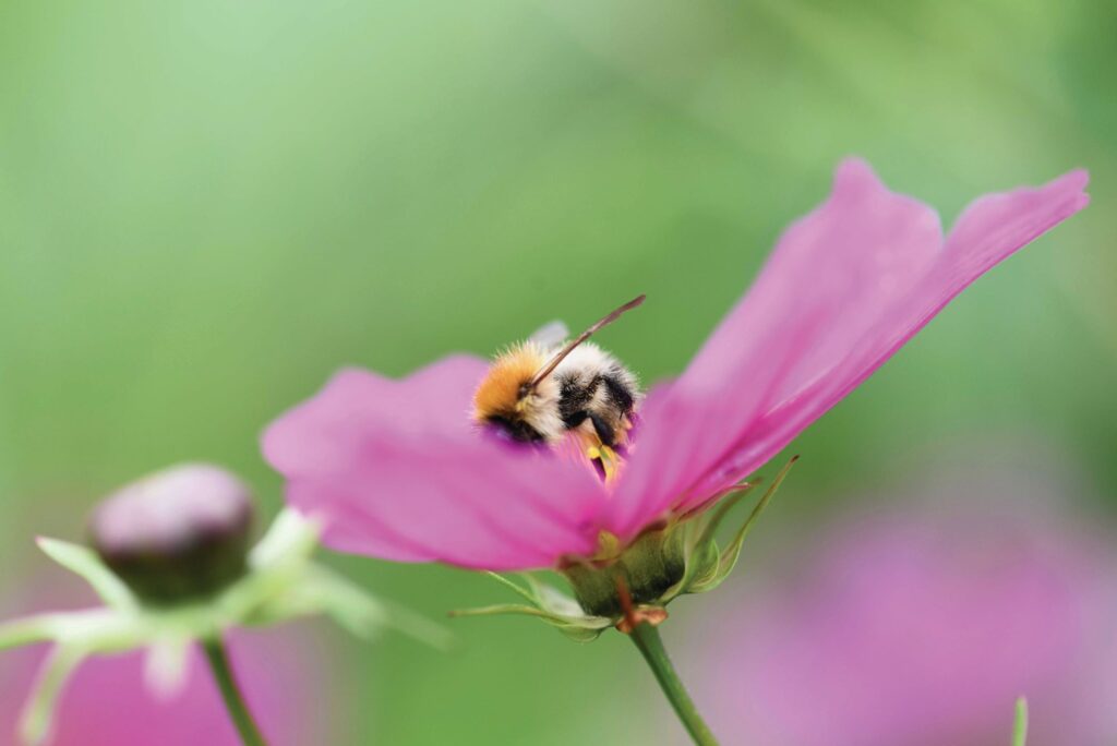 How We Can Help Wild Bees